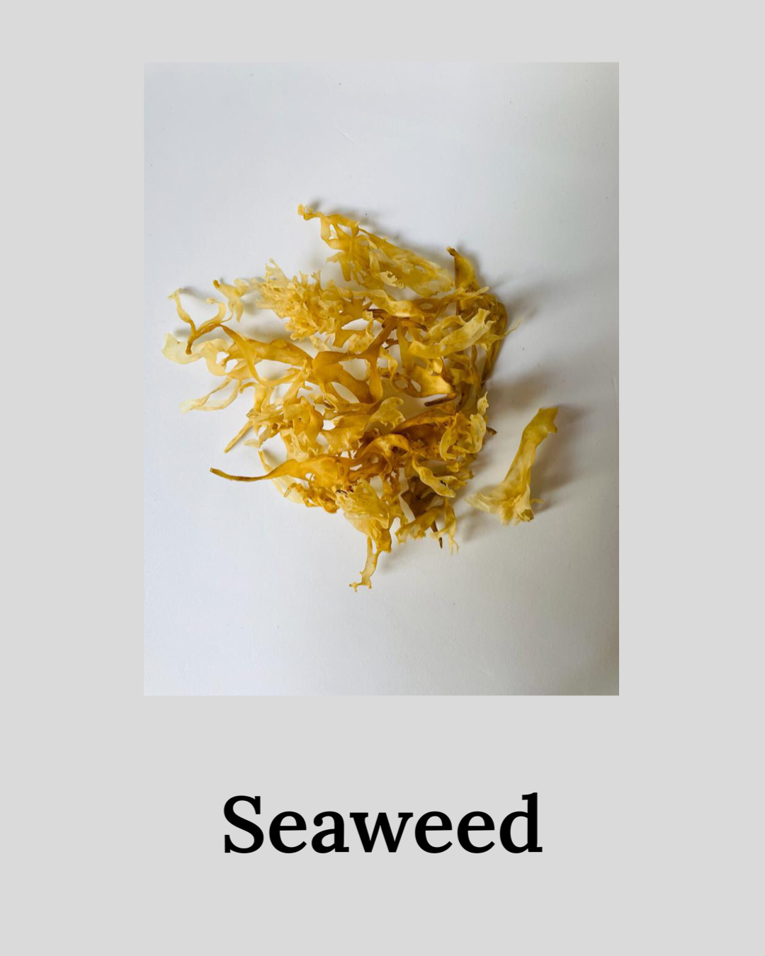 Carrageen Seaweed – Janni Bars